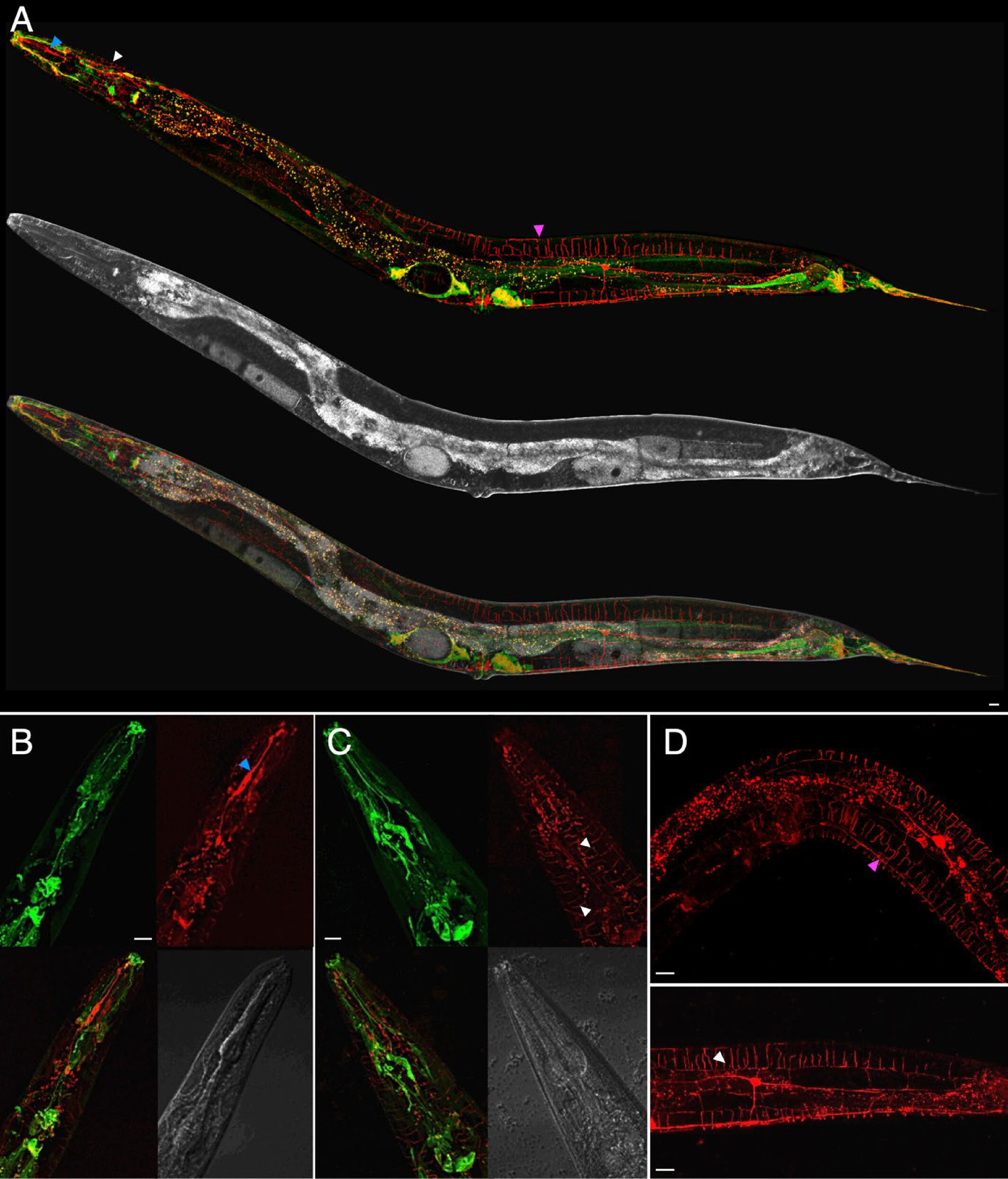 CLF Uncovering the location, role and regulation of motor proteins in the worm